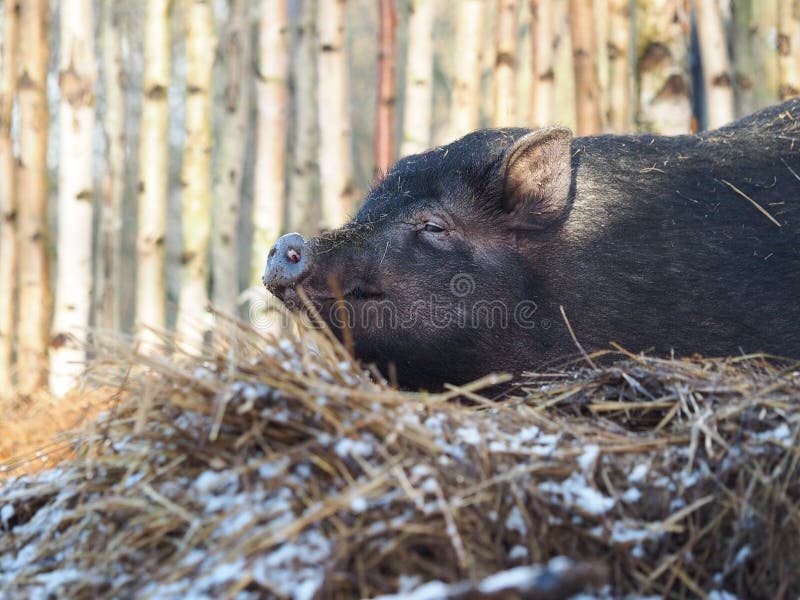 Happy Piglet Haystack Stock Photos - Free & Royalty-Free Stock Photos ...