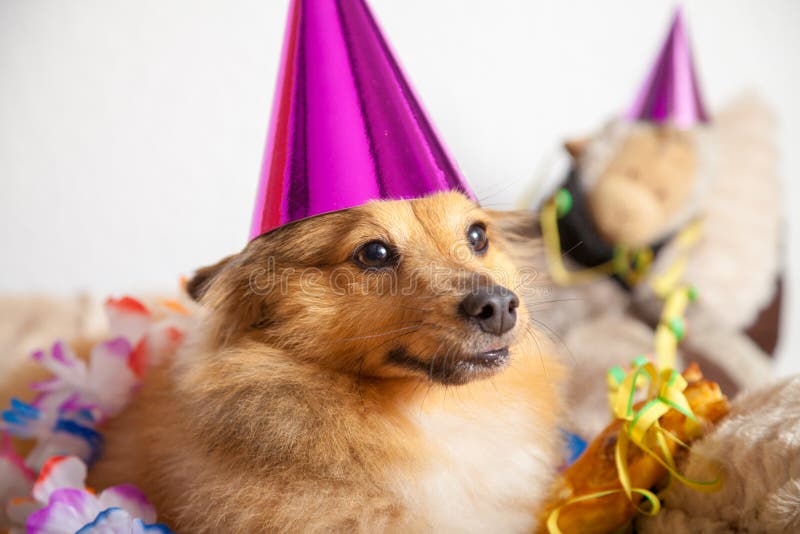 Happy Birthday Dog Makes Party in His Basket Stock Photo - Image of ...