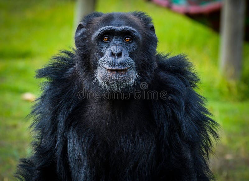 Happy Black Chimpanzee Sitting on Green Grass. Stock Photo - Image of ...