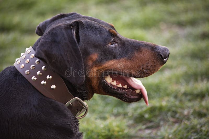 Happy Doberman dog stock photo. Image of grass, action - 17539774
