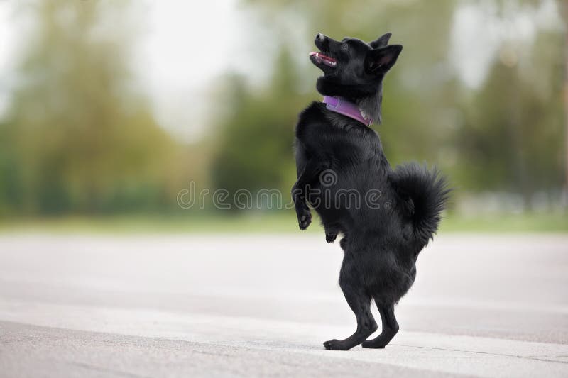 Happy Black Dog Standing on Hind Legs in the Park Stock Photo - Image ...