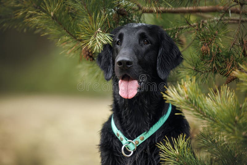 Happy Black Flat Coated Retriever Dog Portrait Outdoors Stock Photo ...
