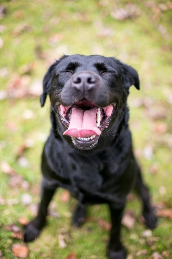 A Happy Black Labrador Retriever Dog with Its Eyes Closed Stock Image ...