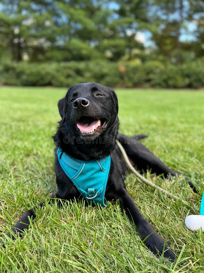 Happy Black Labrador Retriever with a Harness Lying on the Grass. Stock ...
