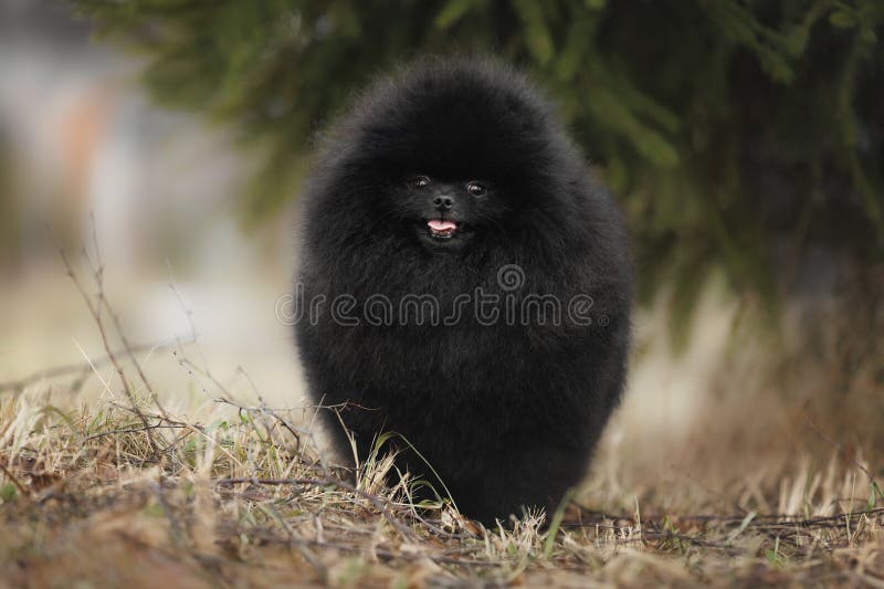 Happy Black Pomeranian Spitz Dog Standing Outdoors in Spring Stock ...