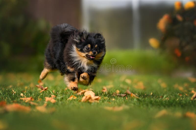 Happy Black and Tan Spitz Dog Running Outdoors Stock Photo - Image of ...
