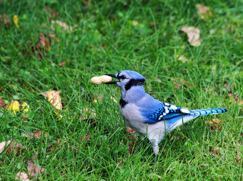 Happy blue jay stock image. Image of canada, blue, bird - 167076103