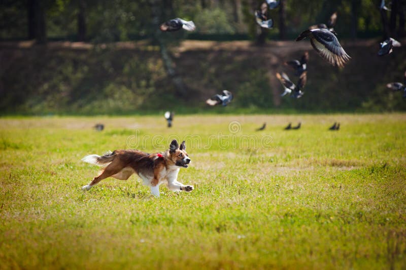 Happy Border Collie Chases a Flock of Birds Stock Photo - Image of ...