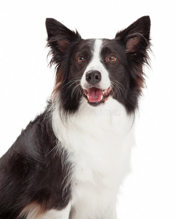 Happy Border Collie Dog and Tabby Cat Together Closeup Stock Image ...