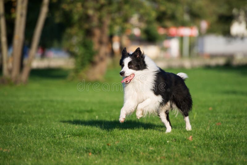 Happy Border Collie Dog Running in the Park Stock Photo - Image of ...