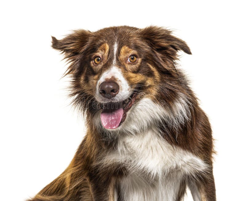 Happy Border Collie Panting, Isolated Stock Image - Image of canine ...