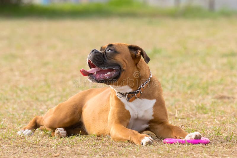 Happy Boxer Dog Playing at a Park. Stock Photo - Image of pedigree ...