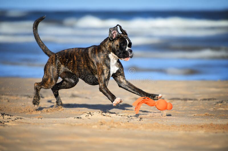 Happy Boxer Dog Playing with a Toy on a Beach in Summer Stock Photo ...