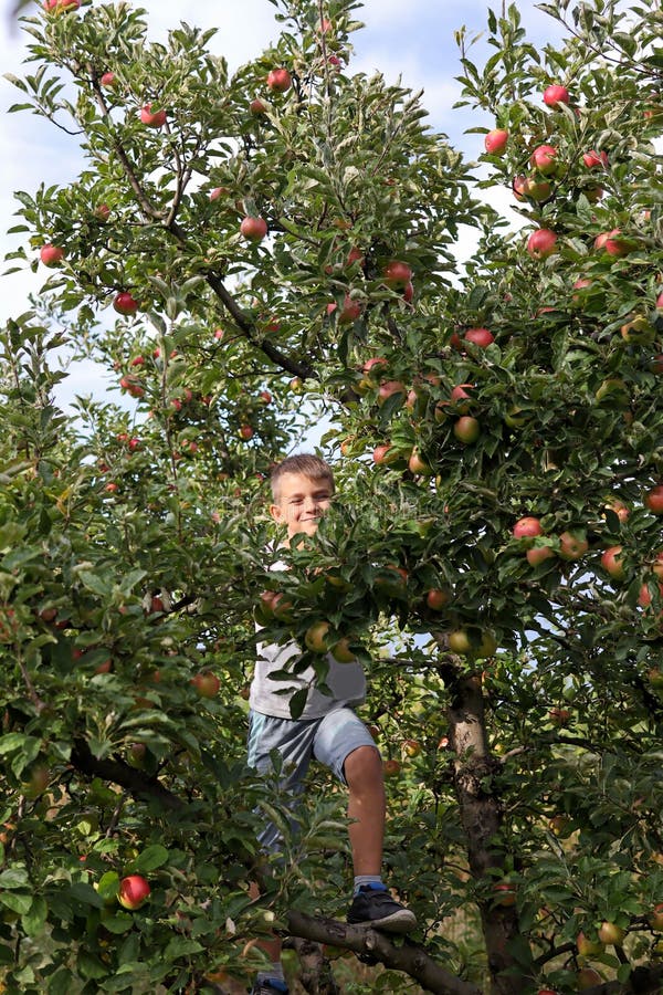 Cute Little Boy Hiding in Apple Tree on Sunny Summer Day Stock Image ...