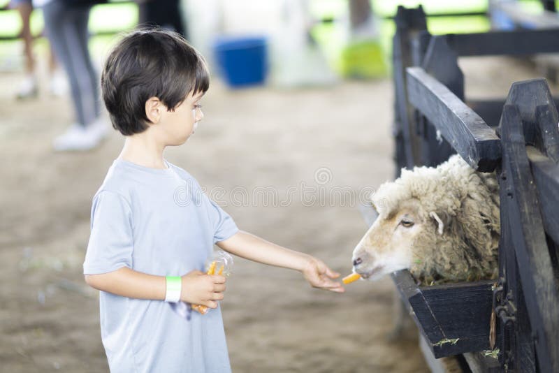 237 Kids Playing Sheep Stock Photos - Free & Royalty-Free Stock Photos ...