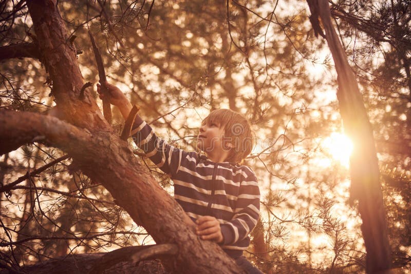 Happy Boy Sitting High Up in a Pine Tree at Sunset Stock Photo - Image ...