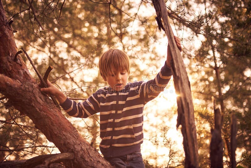Happy Boy Sitting High Up in a Pine Tree at Sunset Stock Image - Image ...