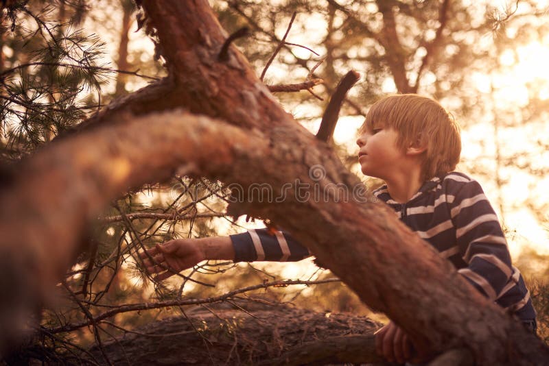Happy Boy Sitting High Up in a Pine Tree at Sunset Stock Photo - Image ...