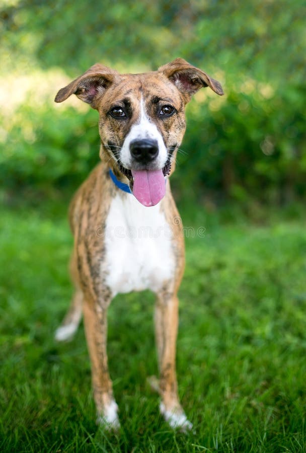 A Happy Brindle Mixed Breed Dog with Large Floppy Ears Stock Image ...