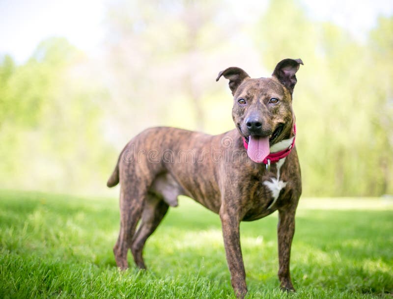 A Happy Brindle Mixed Breed Dog with Floppy Ears Stock Photo - Image of ...