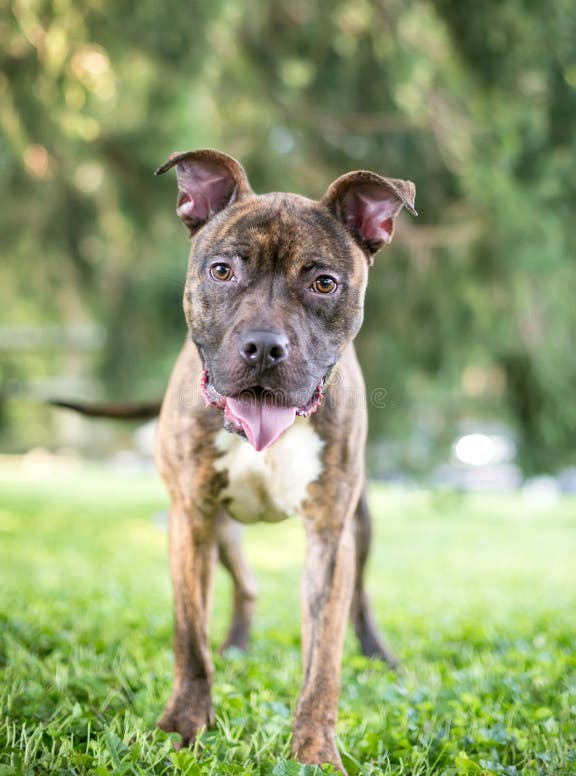 A Happy Brindle Terrier Mixed Breed Dog Standing Outdoors Stock Image ...