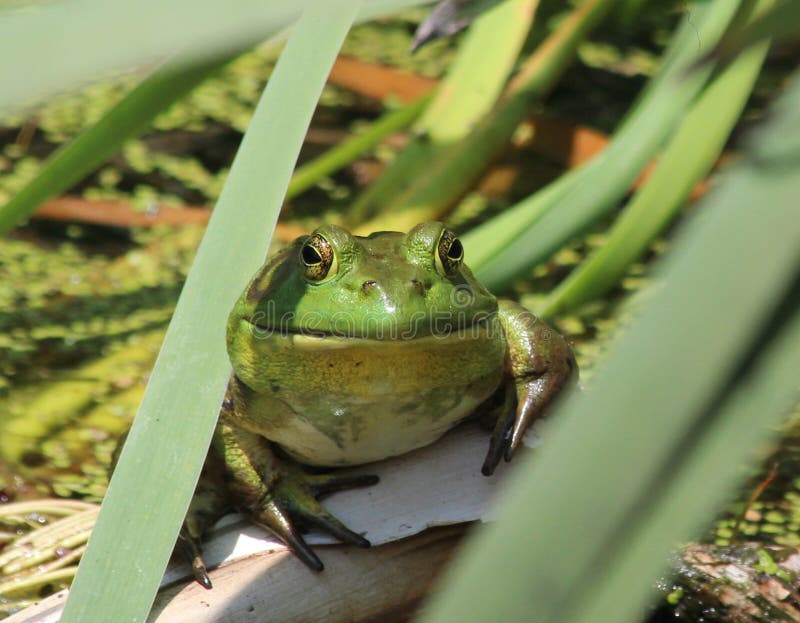 Happy Bull Frog stock photo. Image of wildlife, happy - 26859122