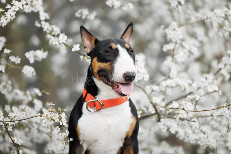 Happy Bull Terrier Dog Portrait in a Blooming Cherry Tree Stock Image ...