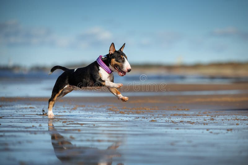 Happy Bull Terrier Dog Running on the Beach in a Collar Stock Photo ...