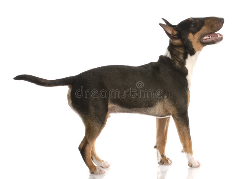 Happy bull terrier puppy stock photo. Image of bull, happy - 12434234