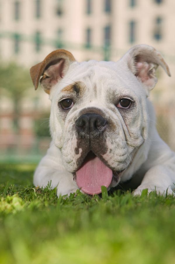 Bulldog Free Stock Photos & Pictures, Bulldog Royalty-Free and Public ...