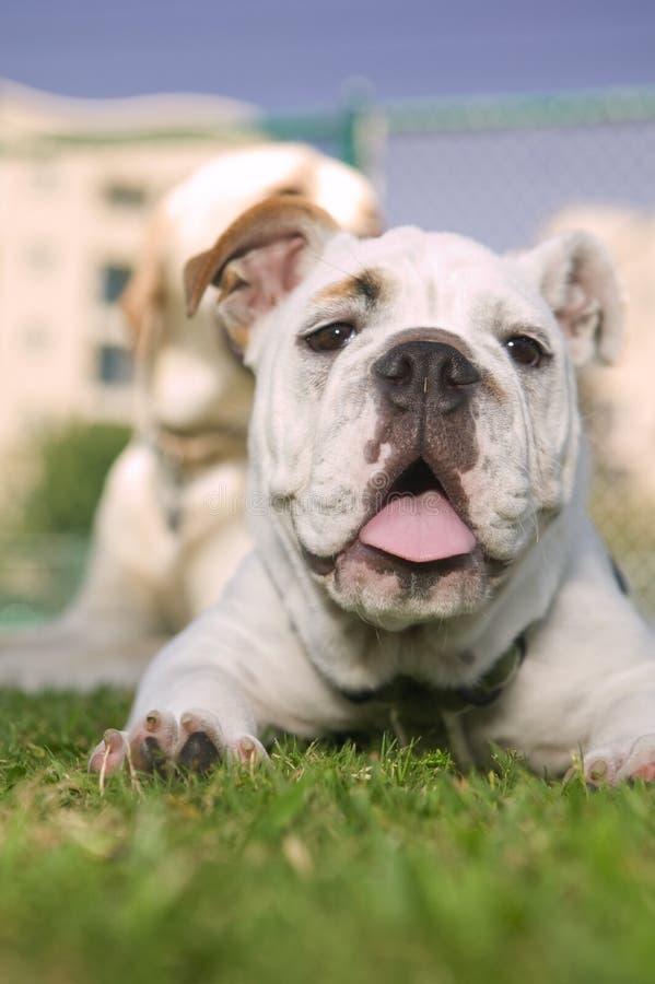 Bulldog Picture. Image: 17238656