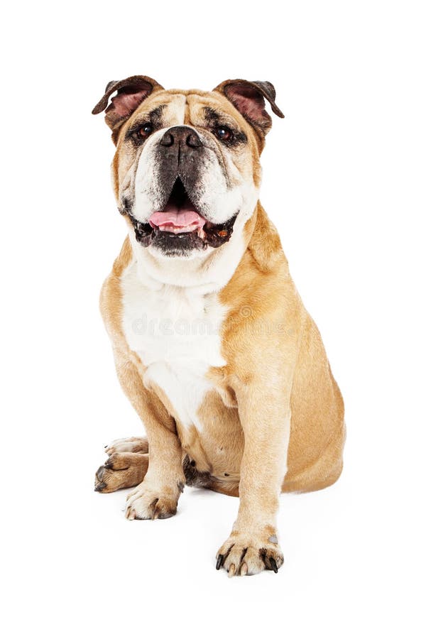 Happy Young Beagle Dog Tongue Out Stock Photo - Image of beagle, cutout ...