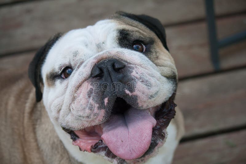 Happy bulldog stock photo. Image of english, happy, puppy - 52360218