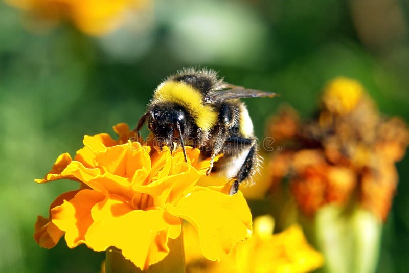 Happy Bumblebee in Various Colors. .. Stock Image - Image of field ...