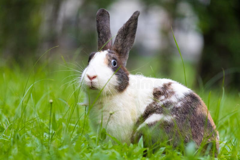 Happy bunny on grass stock image. Image of park, dutch - 93783203