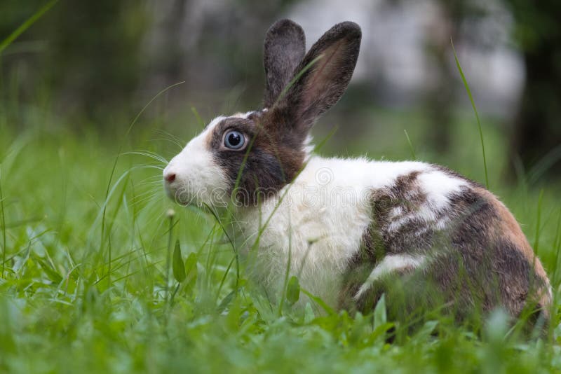 Happy bunny on grass stock image. Image of park, dutch - 93783203
