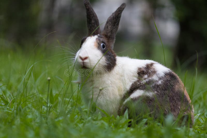 Happy bunny on grass stock photo. Image of park, close - 93784644