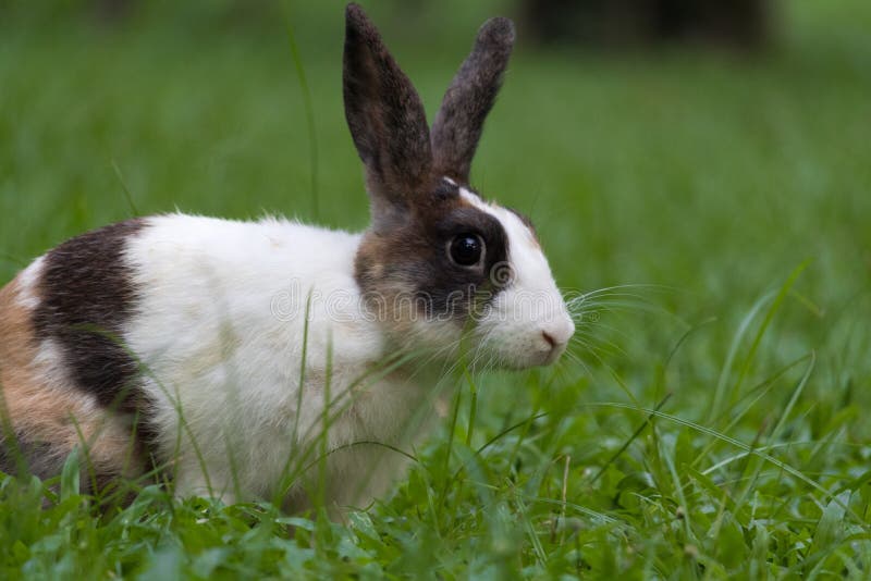 Happy bunny on grass stock photo. Image of park, close - 93784644