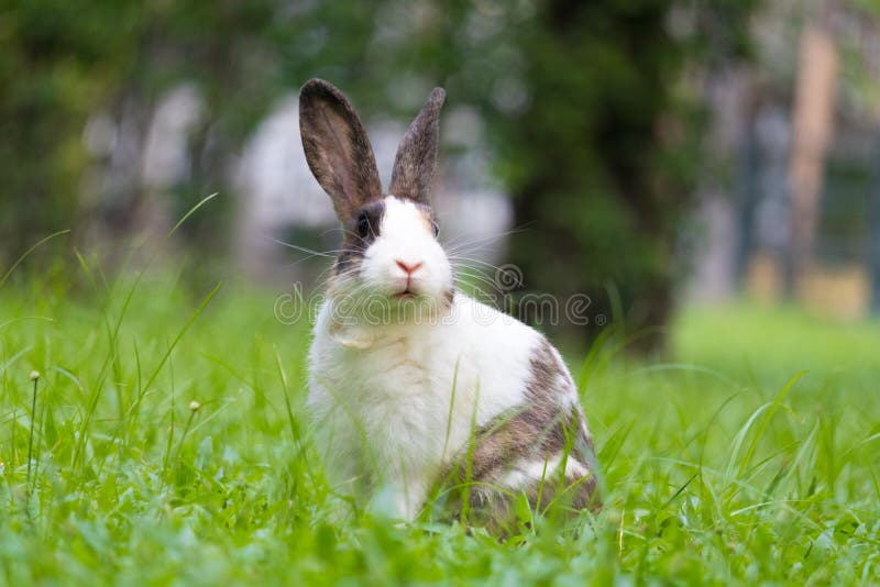 Happy bunny on grass stock photo. Image of park, close - 93784644