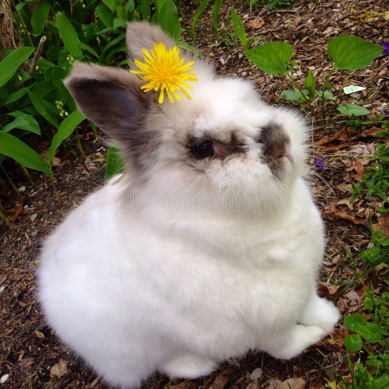 Happy bunny stock image. Image of flowers, bunny, rabbit - 42509043