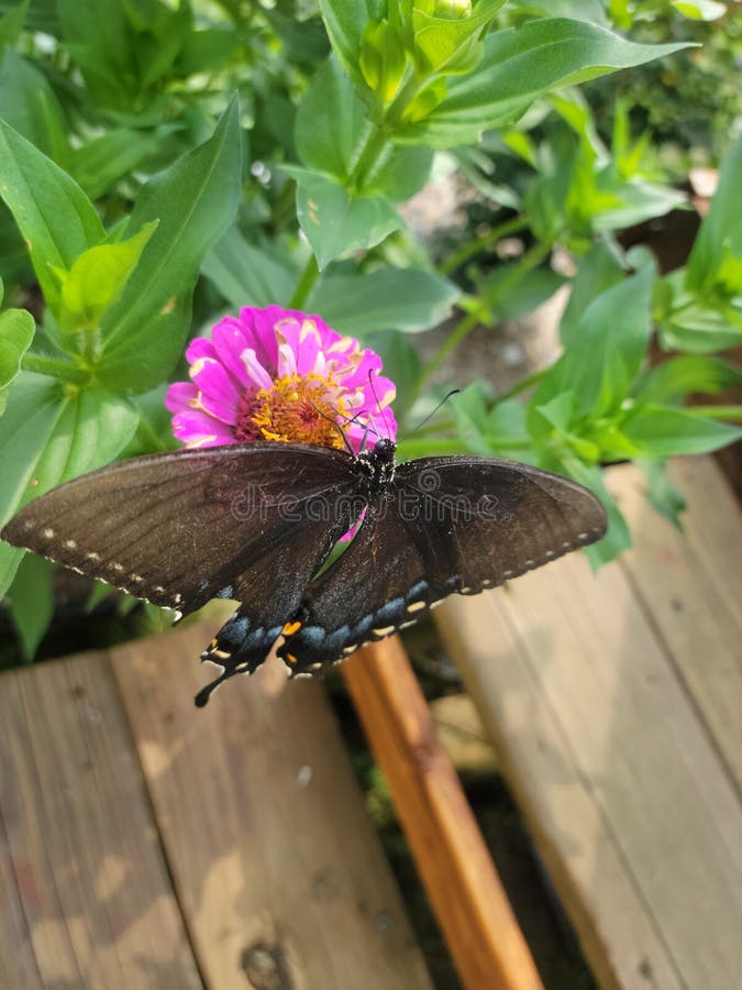 Happy butterfly feeding stock photo. Image of arthropod - 228023372