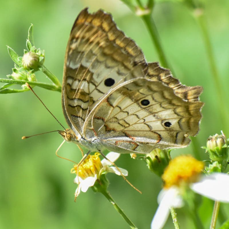 Happy butterfly flitting stock photo. Image of happy - 203319738