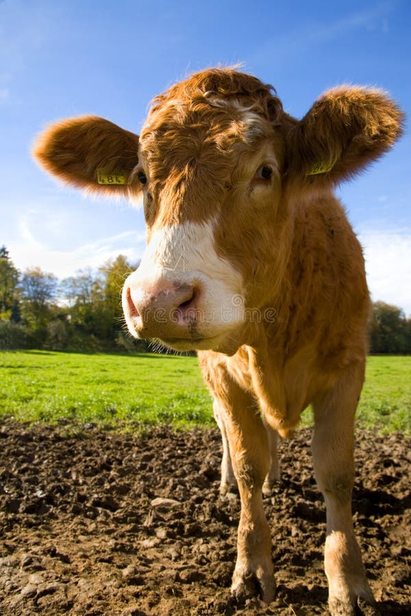 Happy Calf stock image. Image of bern, curious, rancher - 1671813