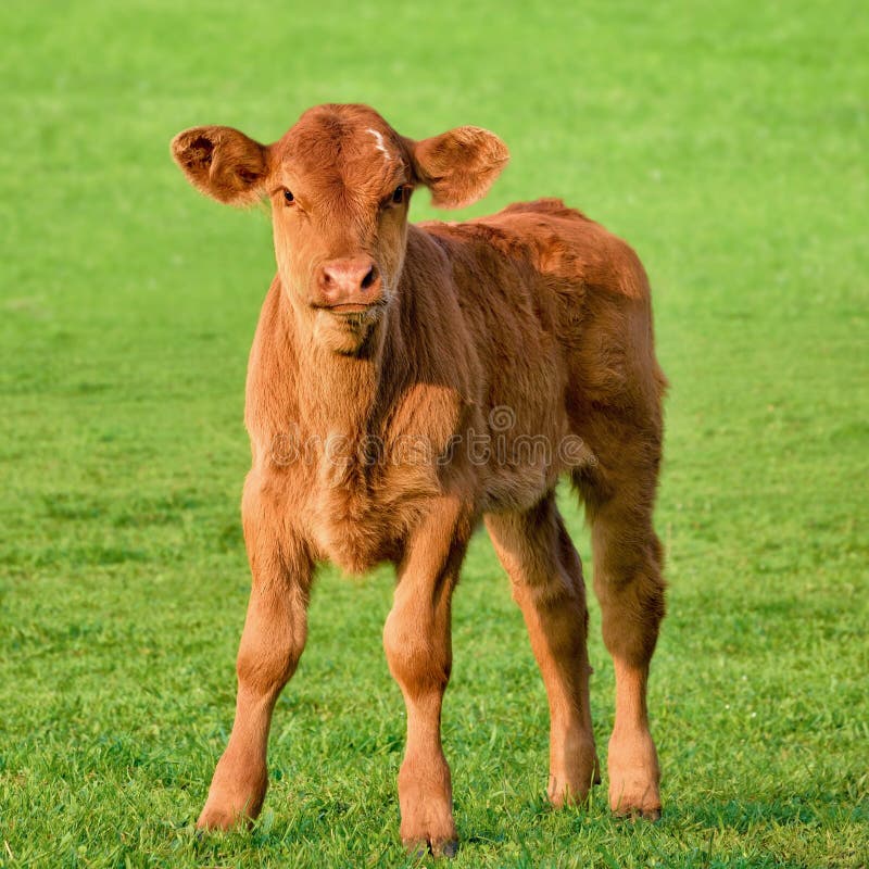 Happy Calf stock image. Image of bern, curious, rancher - 1671813
