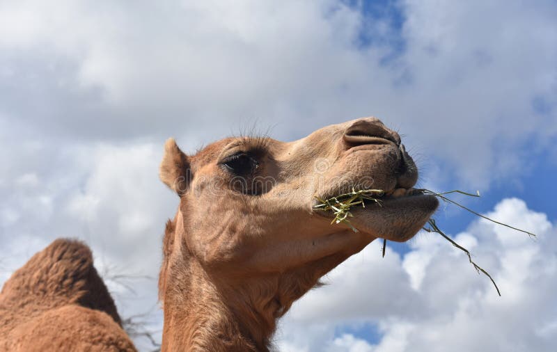 Camel Chewing with Barn in Background Stock Image - Image of camels ...