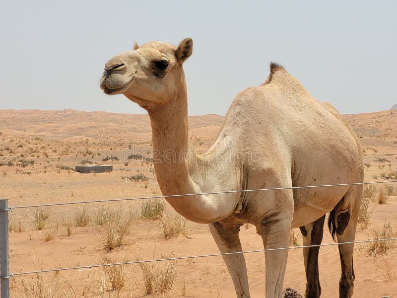 A Happy Camel in Dubai stock photo. Image of adventure - 266983282