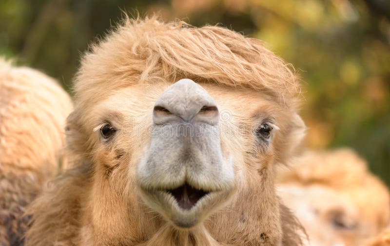 Happy camel stock image. Image of mouth, nature, happy - 69176811