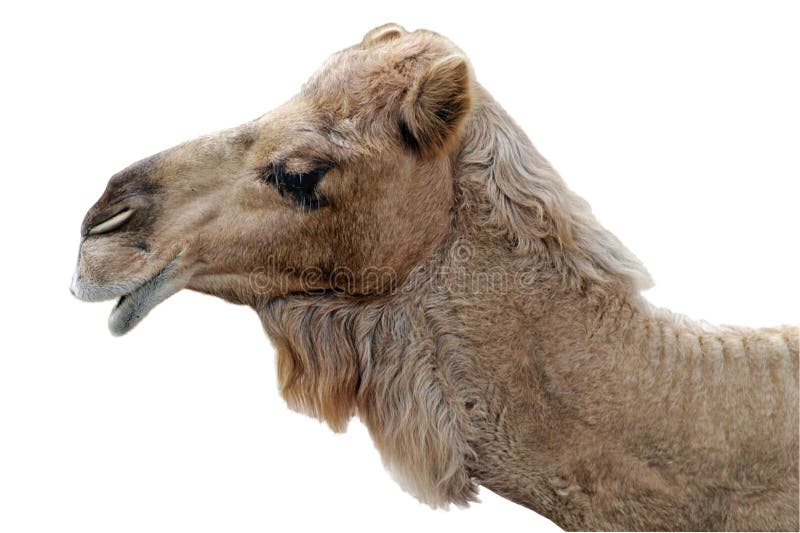 Happy Camel Isolated stock photo. Image of dromedary, hump - 126026