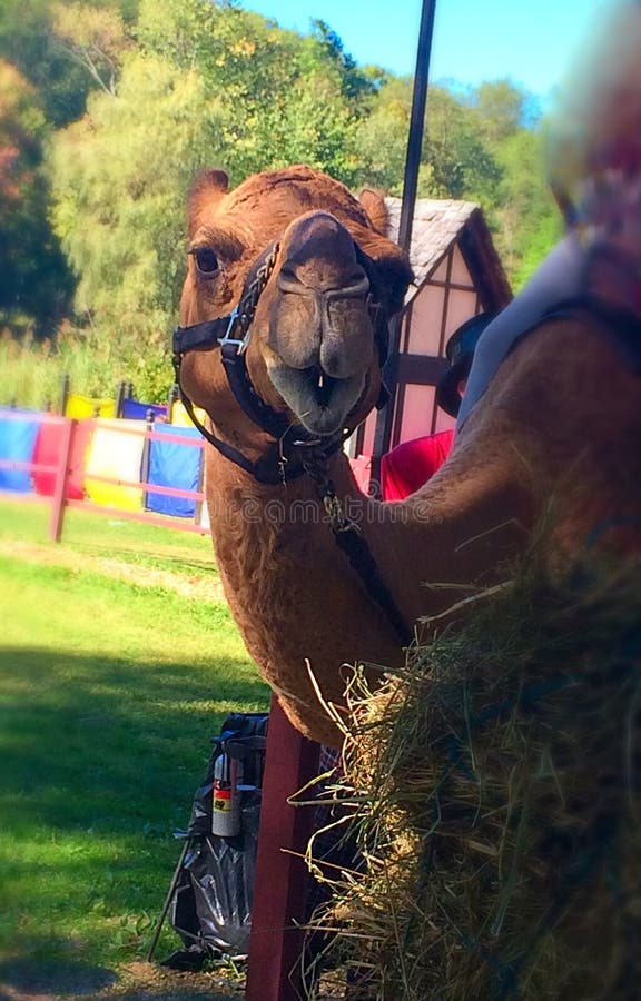 Happy Camel stock photo. Image of love, happy, nature - 63142106