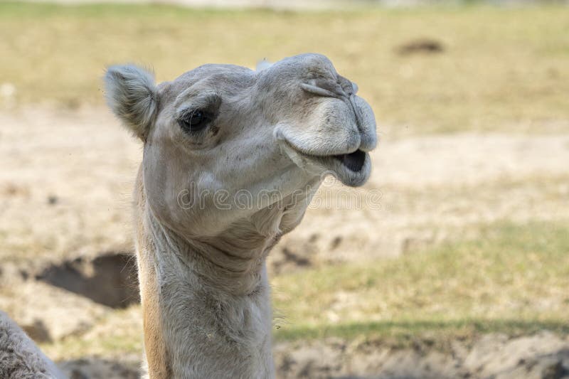 Happy Camel Portrait stock photo. Image of color, basking - 334371392
